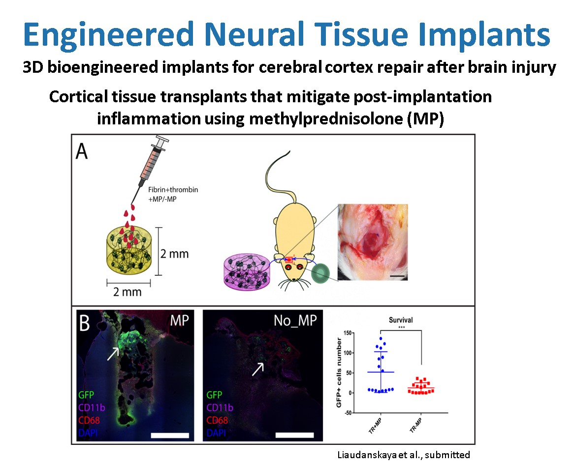 Neural Tissue Implants – Initiative for Neural Science, Disease ... Neural Tissue Implants – Initiative for Neural Science, Disease ...